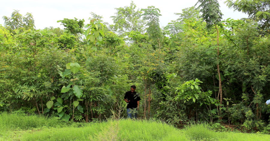 The Miyawaki Method for Creating Forests - Creating Tomorrow's Forests | Restoring biodiversity ...